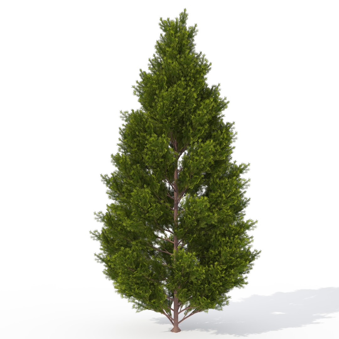 3d European Trees 2 Europe Model