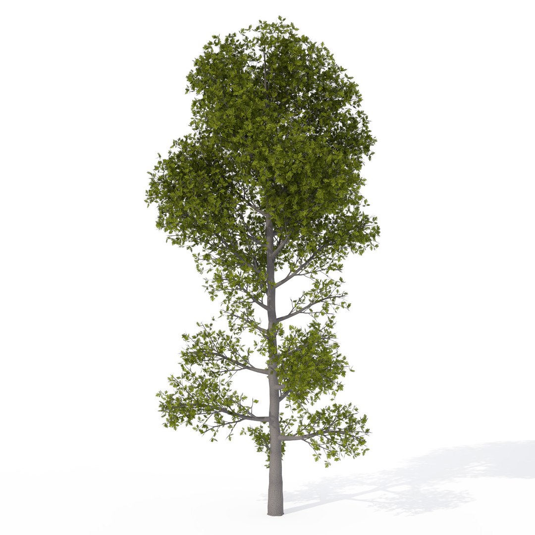 3d European Trees 2 Europe Model