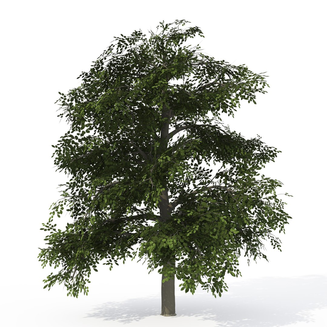 3d European Trees 2 Europe Model