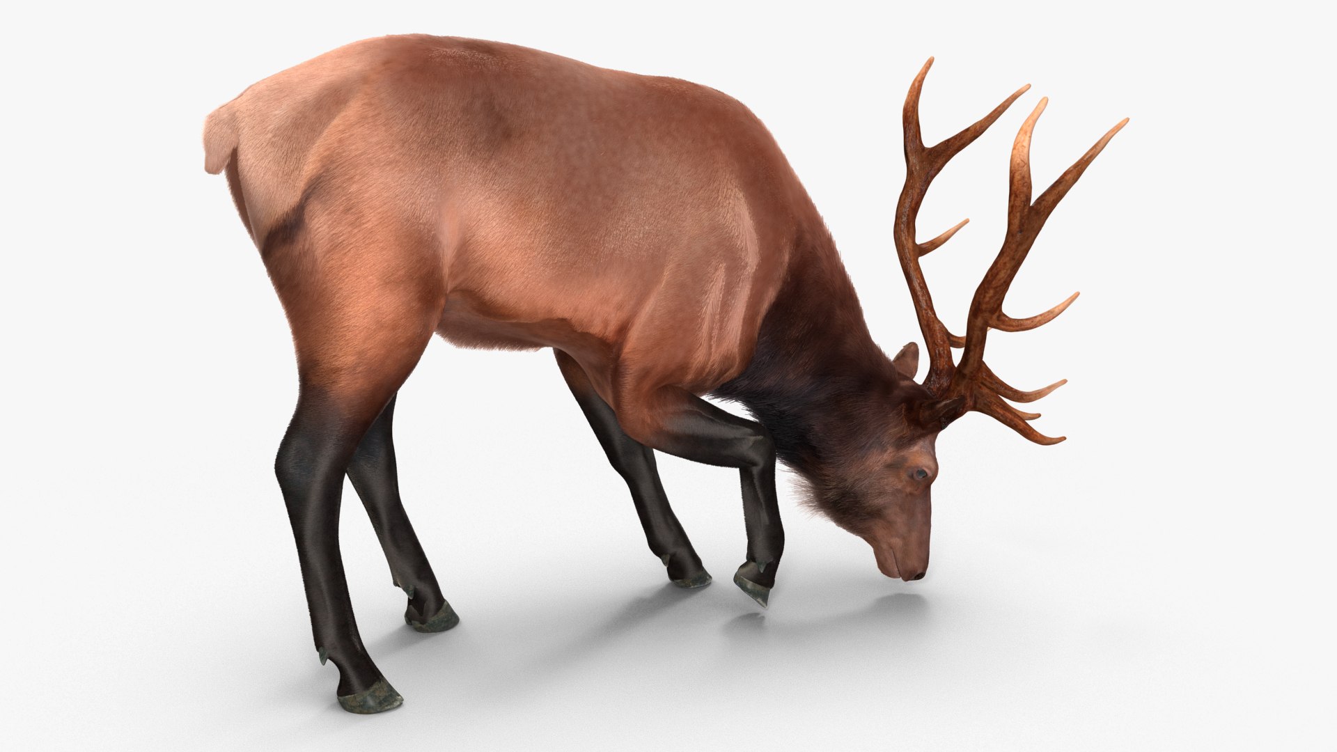 Realistic Elk With Antlers Fur 3D Model - TurboSquid 2263573