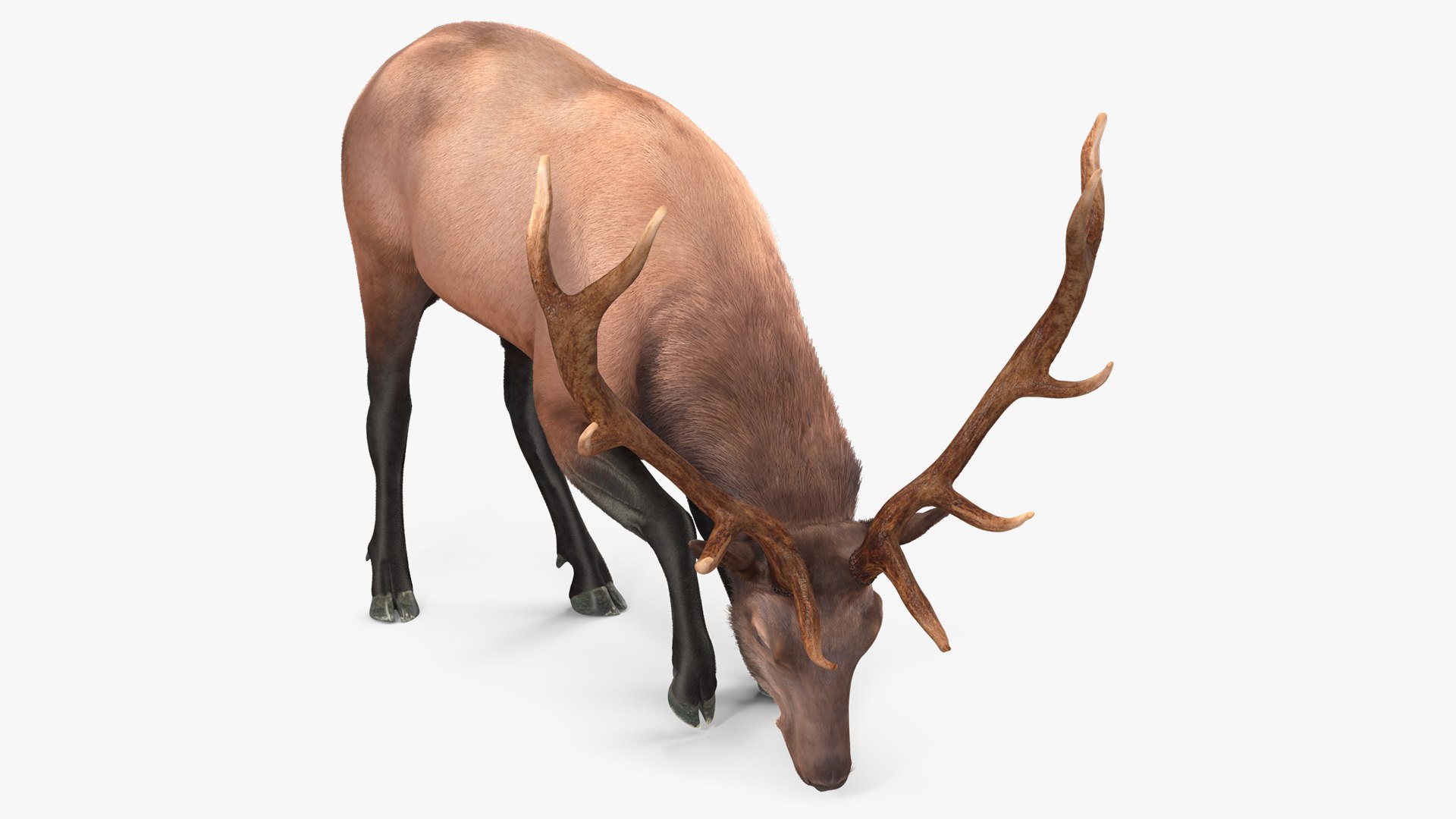 Realistic Elk With Antlers Fur 3D Model - TurboSquid 2263573