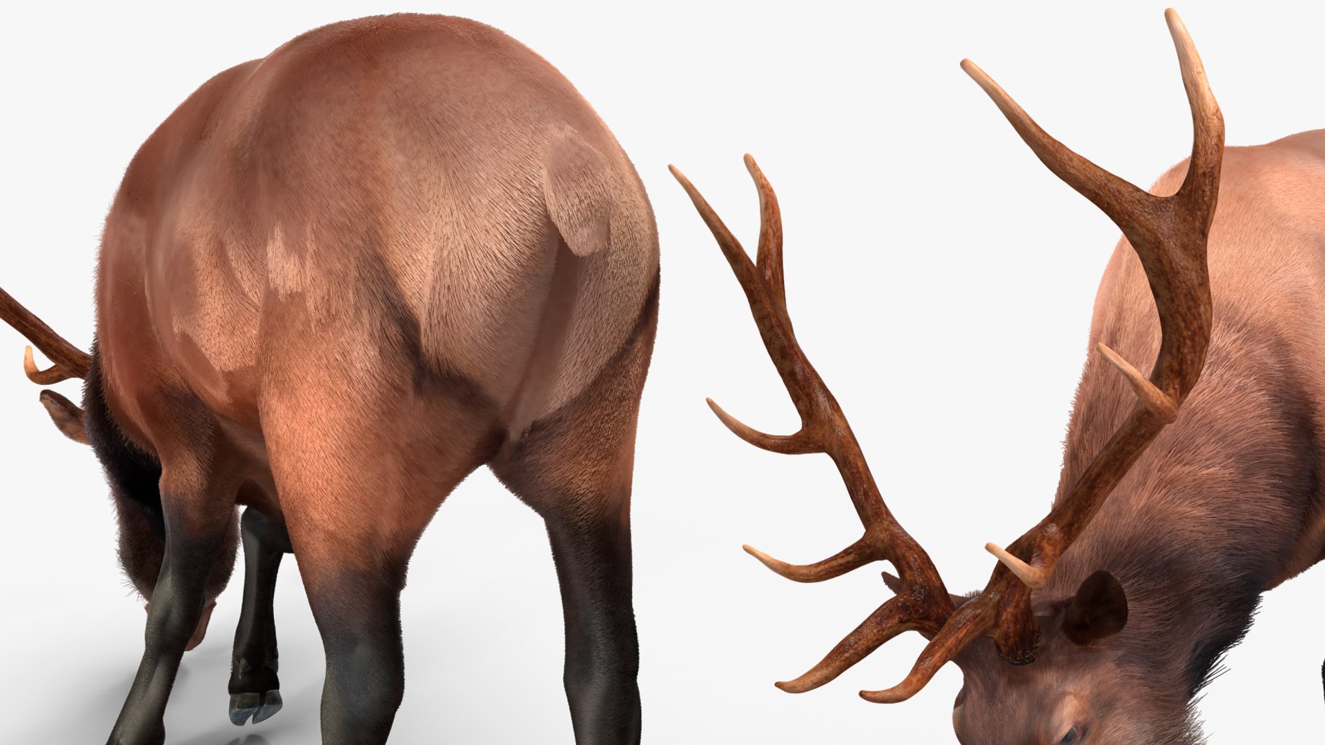 Realistic Elk With Antlers Fur 3D Model - TurboSquid 2263573