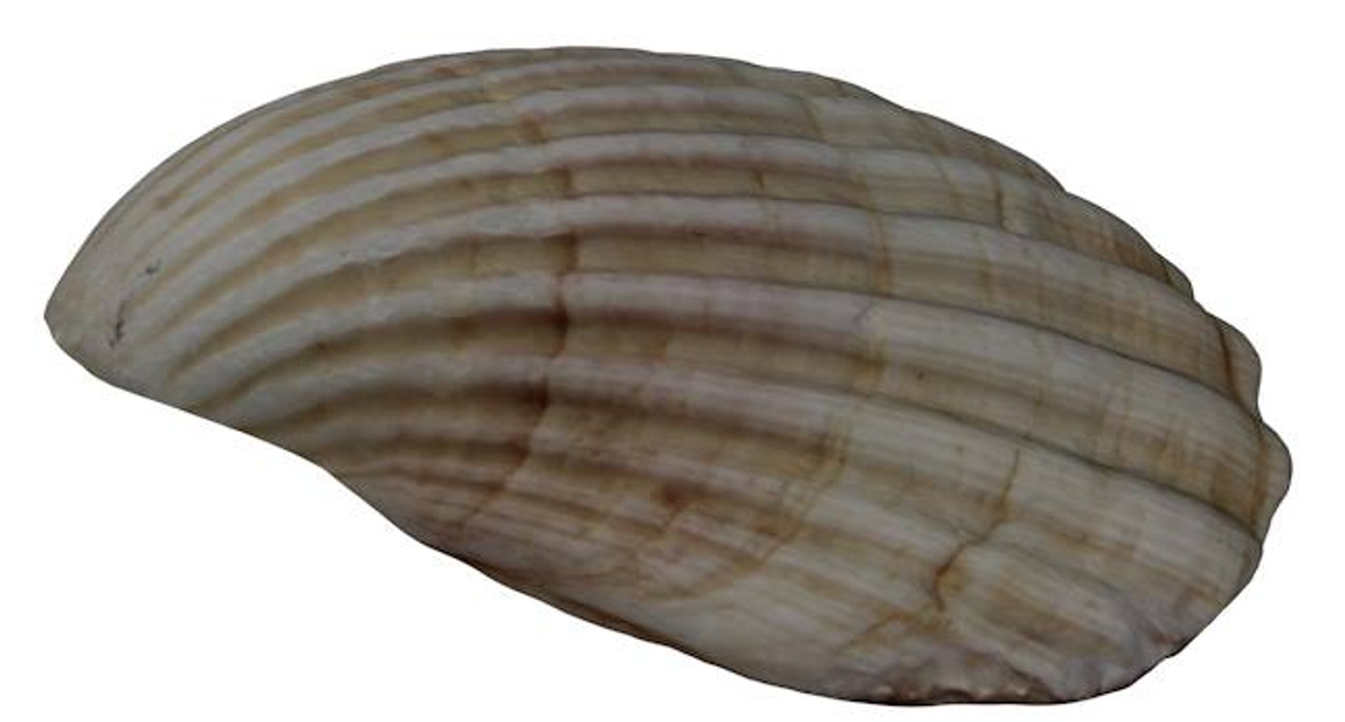 3d Model Realistic Shell