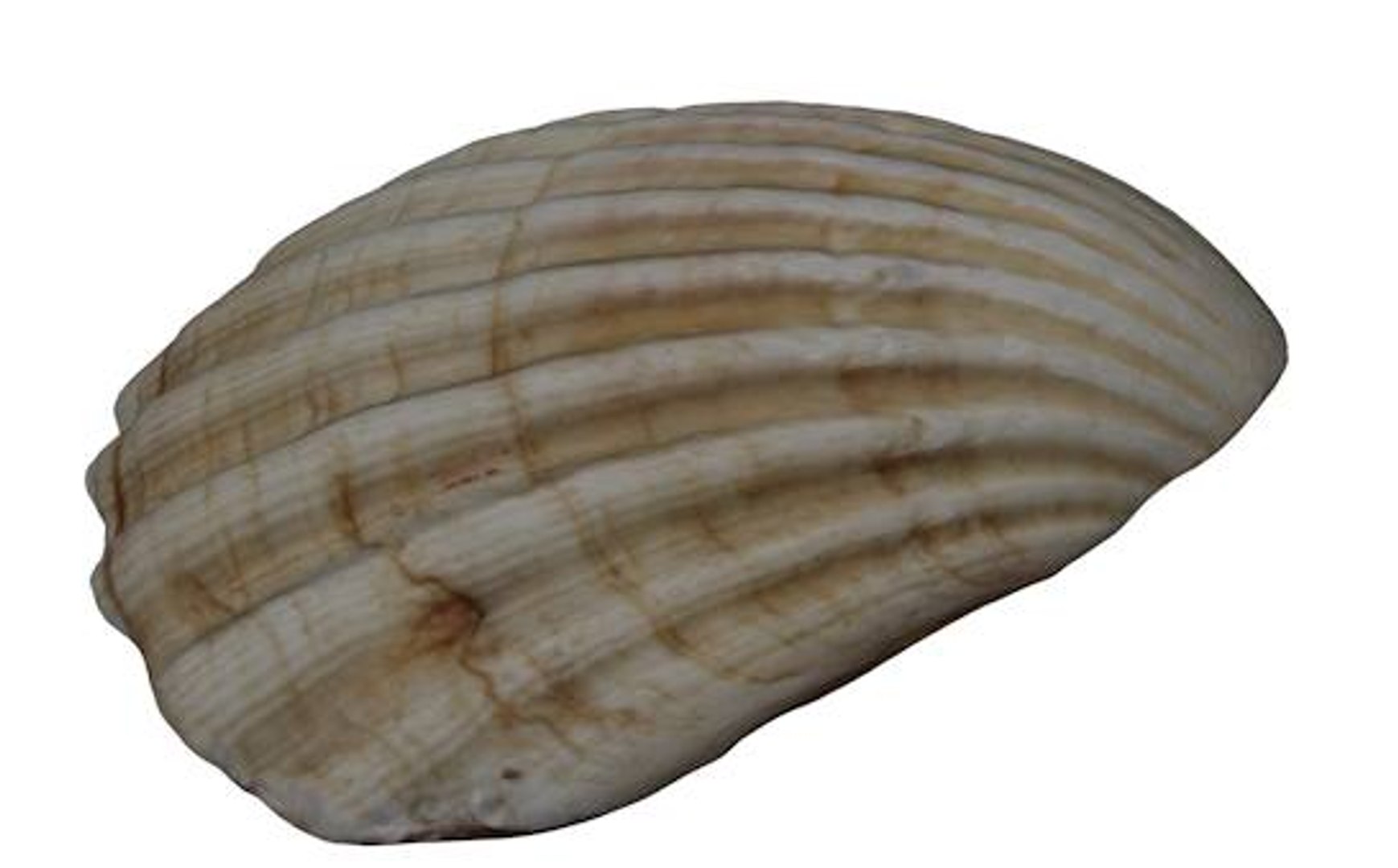 3d Model Realistic Shell