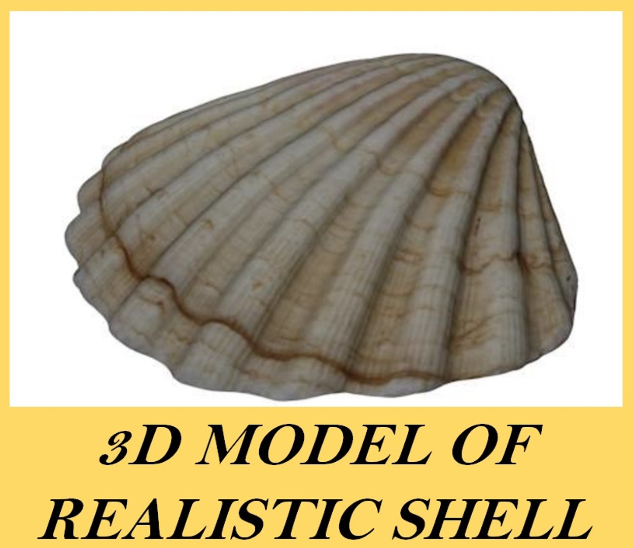 3d Model Realistic Shell