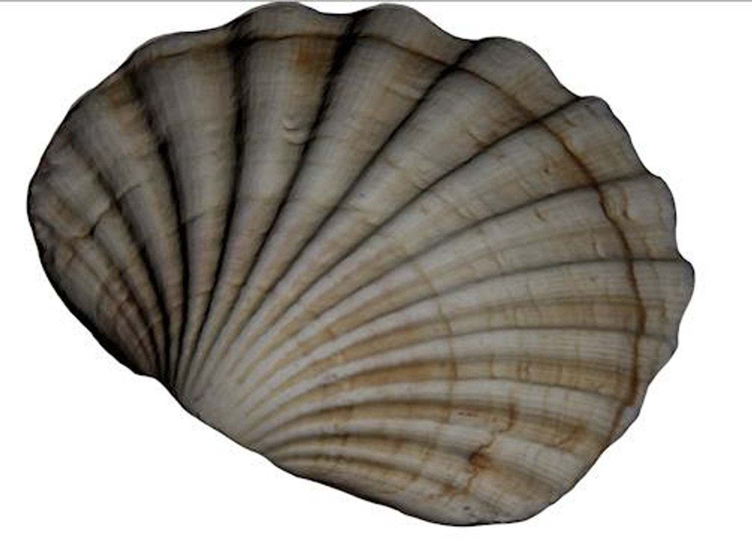 3d Model Realistic Shell