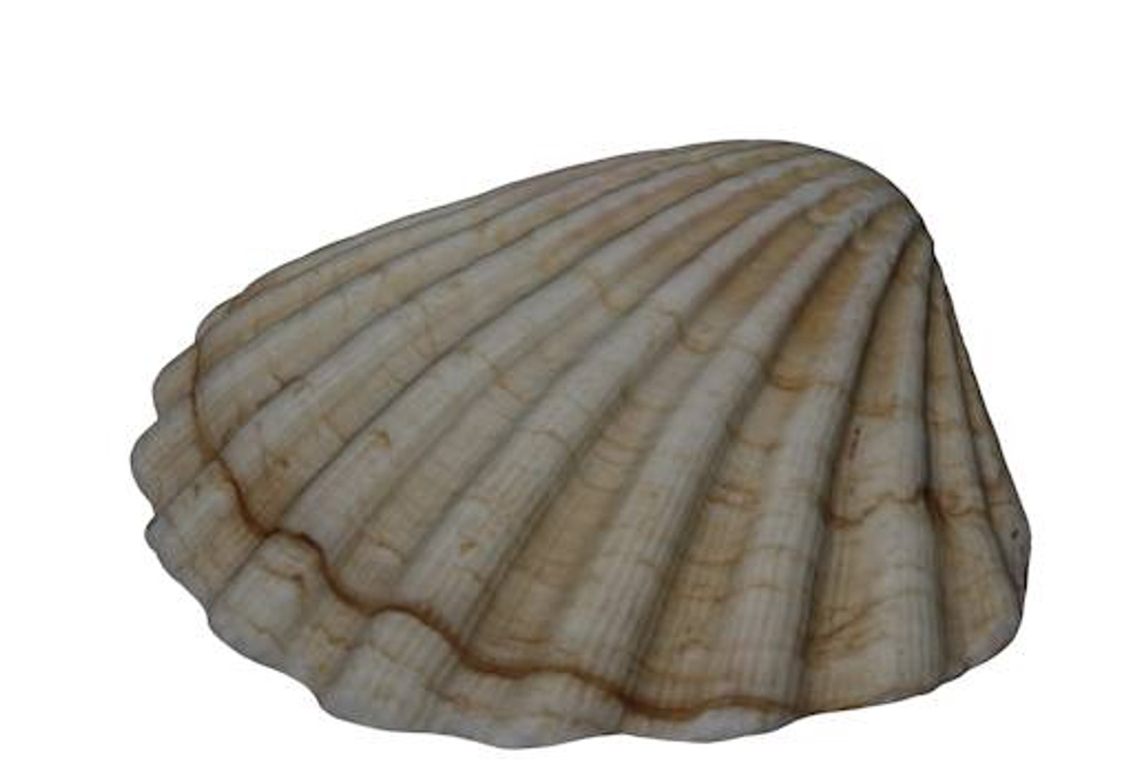 3d Model Realistic Shell