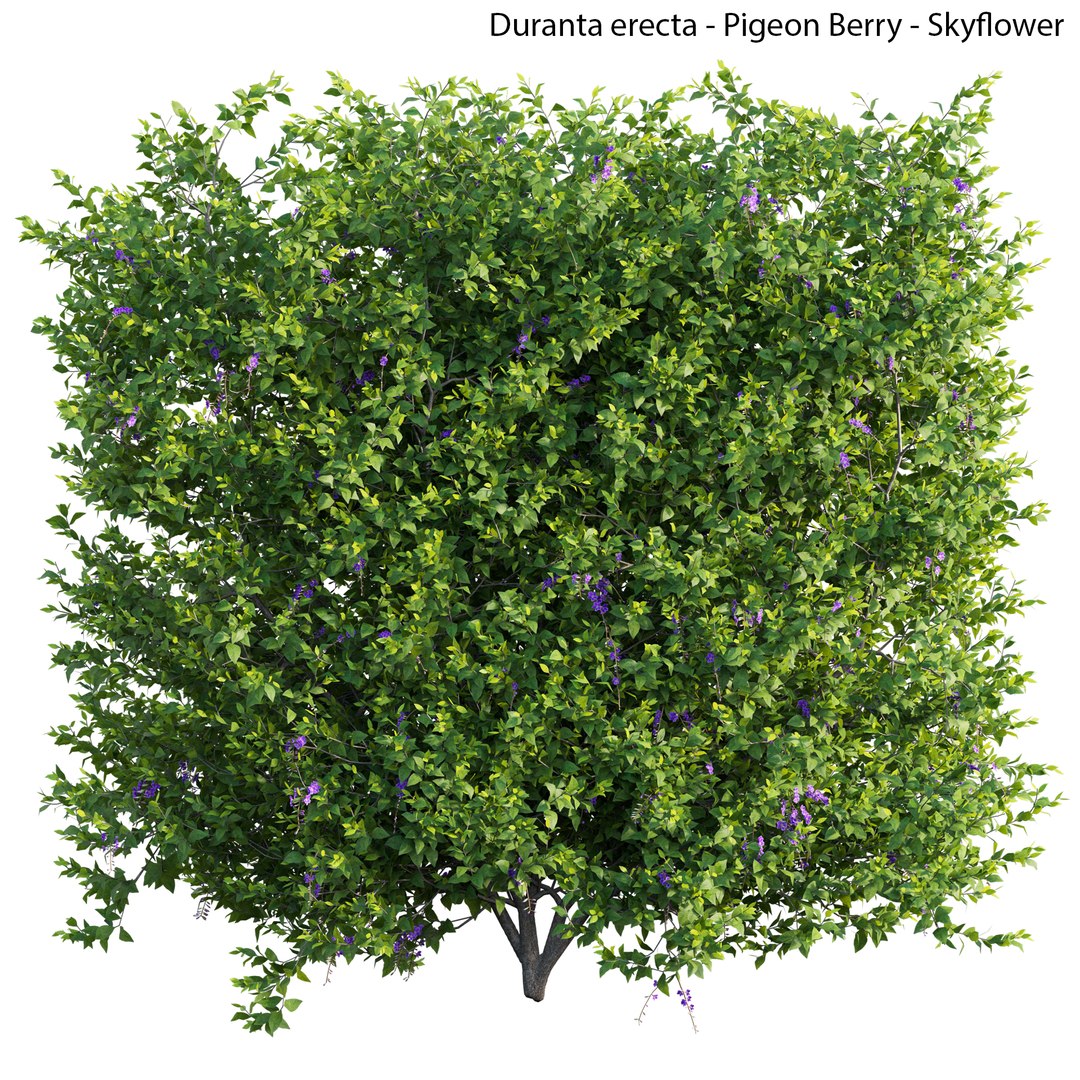3D Duranta Erecta - Pigeon Berry - Skyflower 03 Model - TurboSquid 2083710