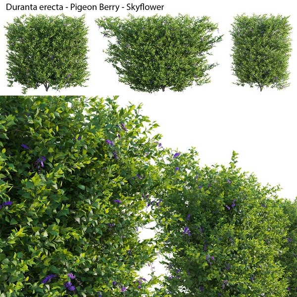 modèle 3D de Duranta erecta - Pigeon Berry - Skyflower 03 - TurboSquid ...