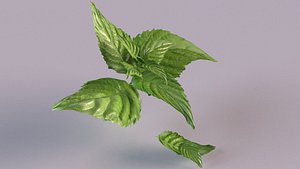 Coffee tree 3D model - TurboSquid 1681315