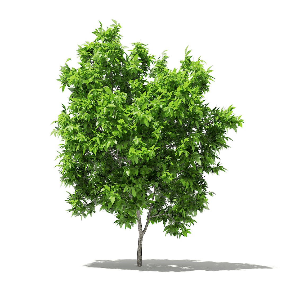 3D Avocado Tree 2 9m - TurboSquid 1305220