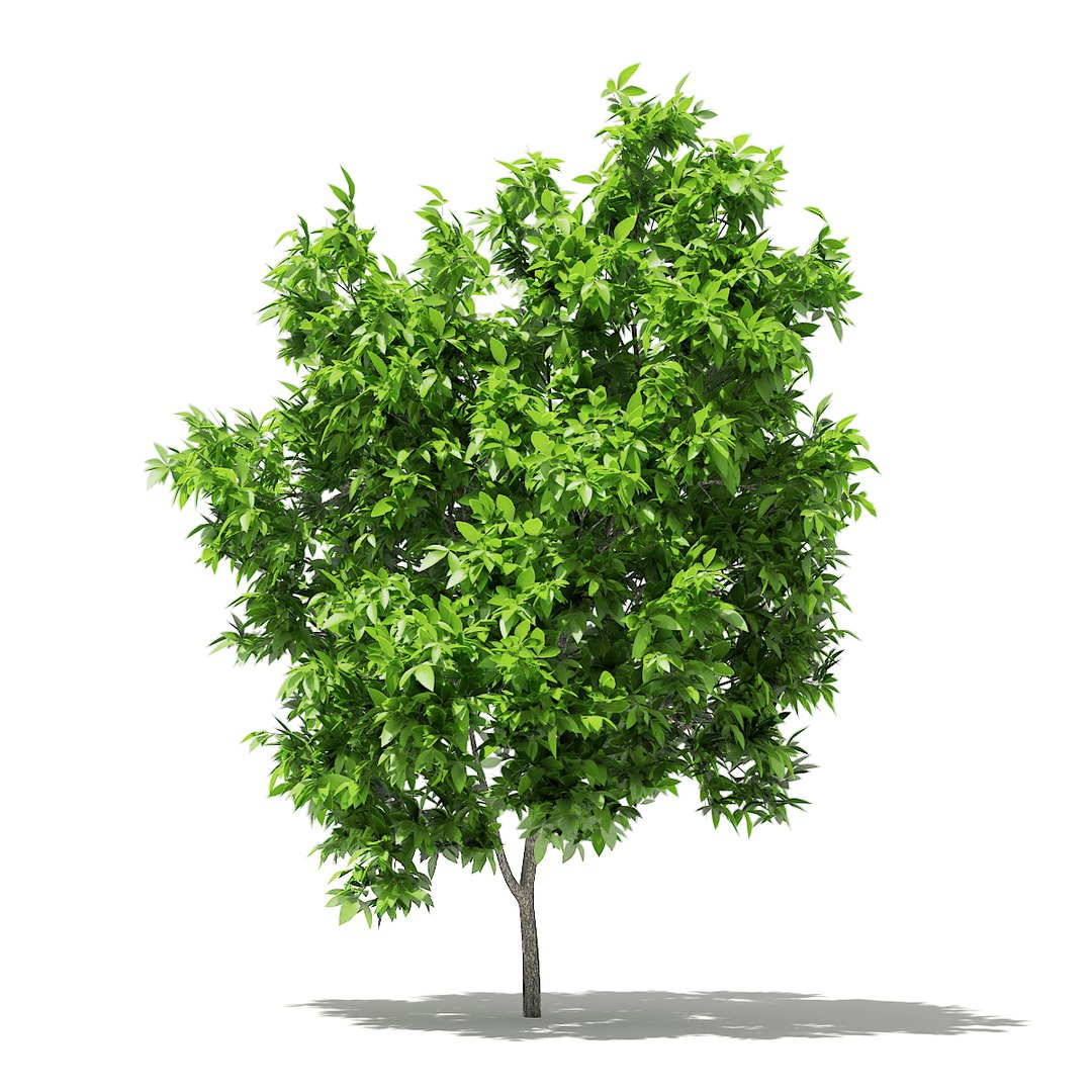 3D Avocado Tree 2 9m - TurboSquid 1305220