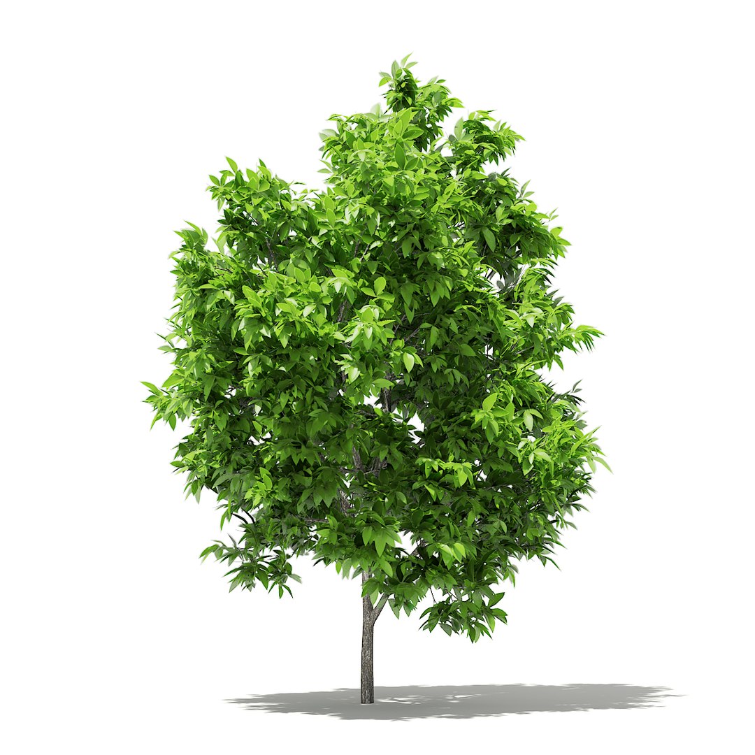 3D Avocado Tree 2 9m - TurboSquid 1305220