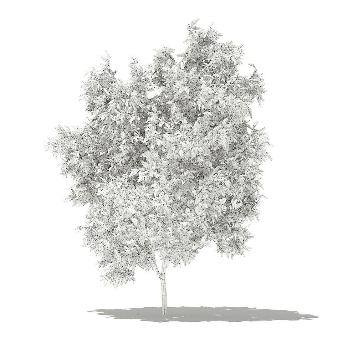 3D Avocado Tree 2 9m - TurboSquid 1305220