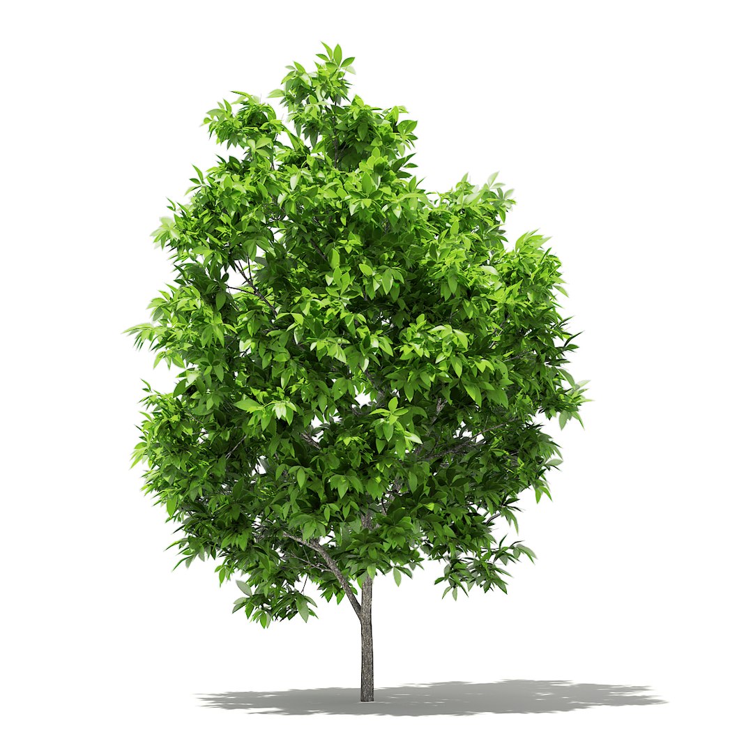 3D Avocado Tree 2 9m - TurboSquid 1305220