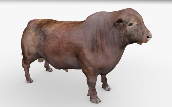 modelo 3d ANGUS ROJO Aparejado L2089 - TurboSquid 2154904