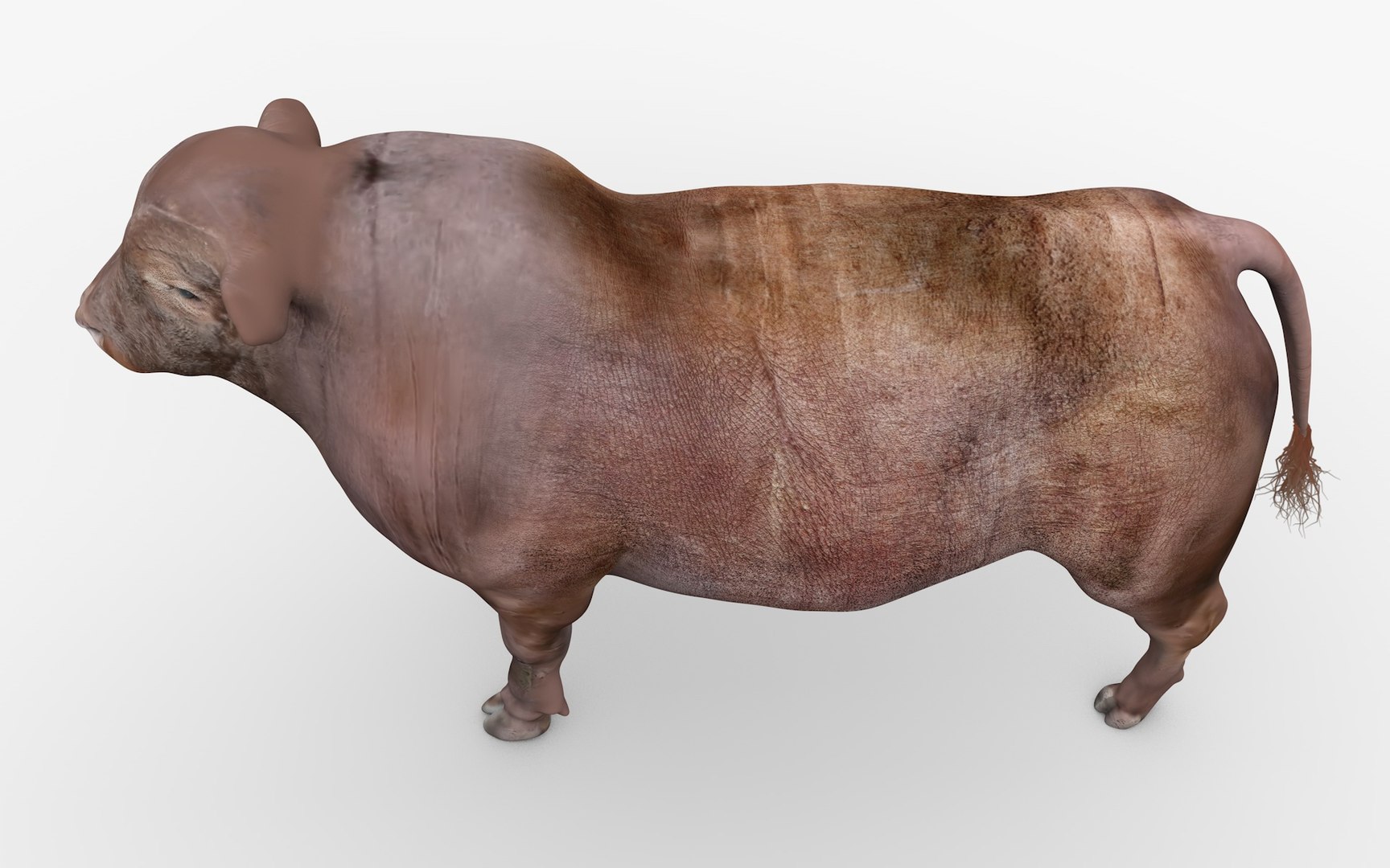 RED ANGUS Rigged L2089 3D model - TurboSquid 2154904