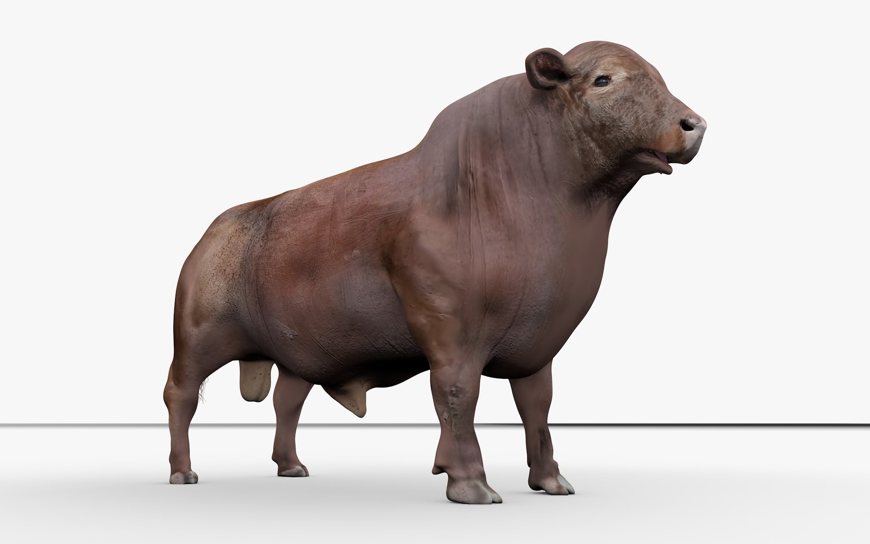 RED ANGUS Rigged L2089 3D model - TurboSquid 2154904