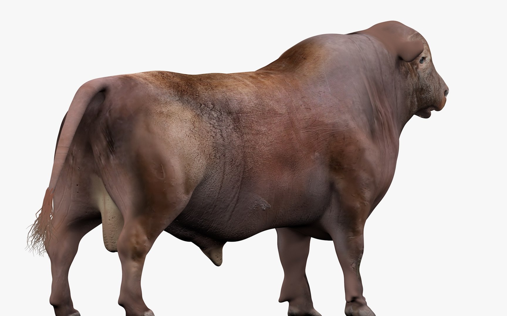 RED ANGUS Rigged L2089 3D model - TurboSquid 2154904