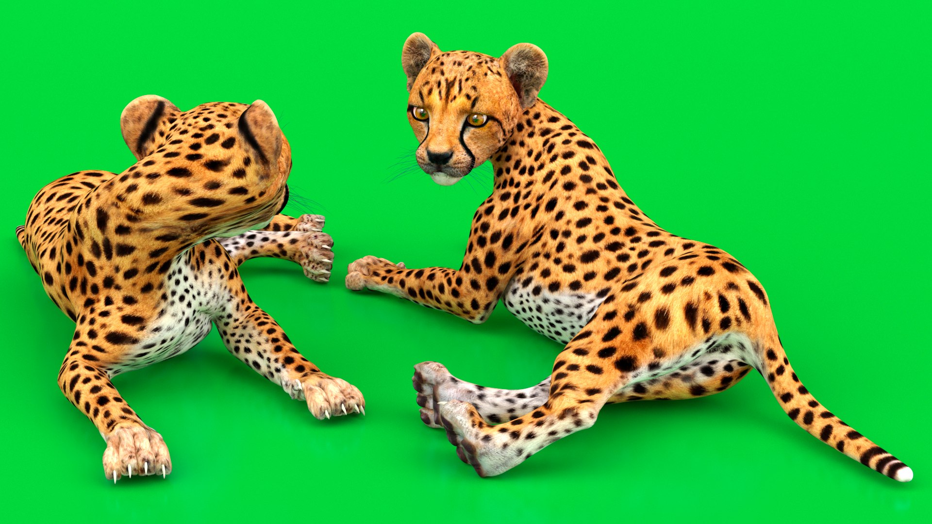 3D Cheetah Cub Lying Pose For 3D Print Model - TurboSquid 2374079