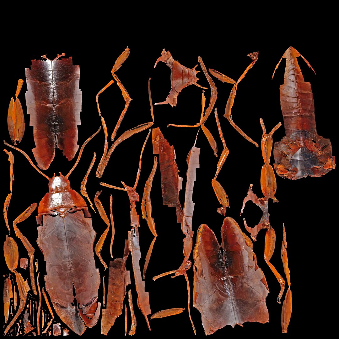 Insects Pack 3D Model - TurboSquid 2316098