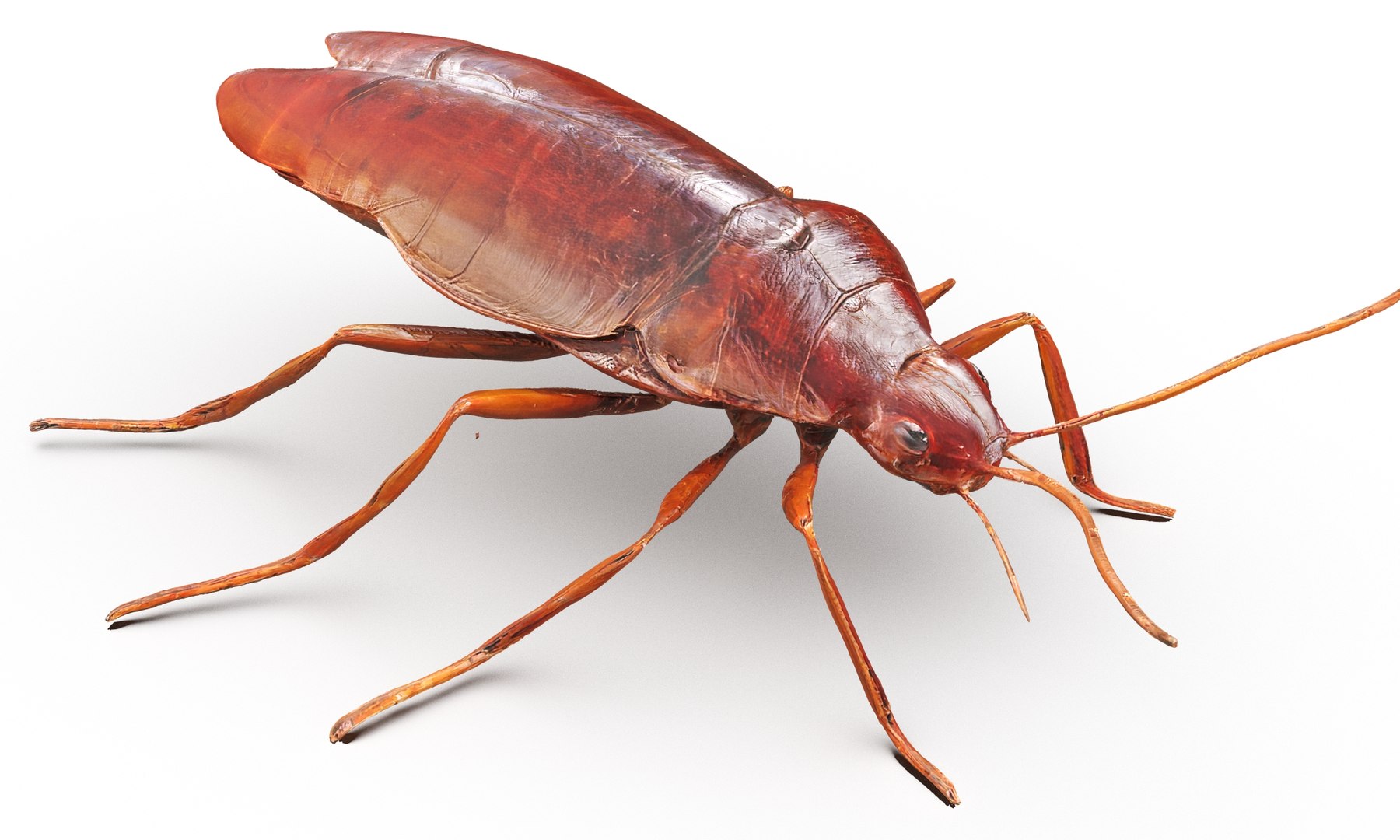 Insects Pack 3D Model - TurboSquid 2316098