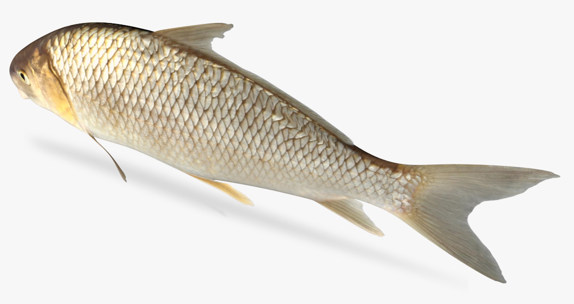 Carpiodes Carpio River Carpsucker 3D Model - TurboSquid 1150190