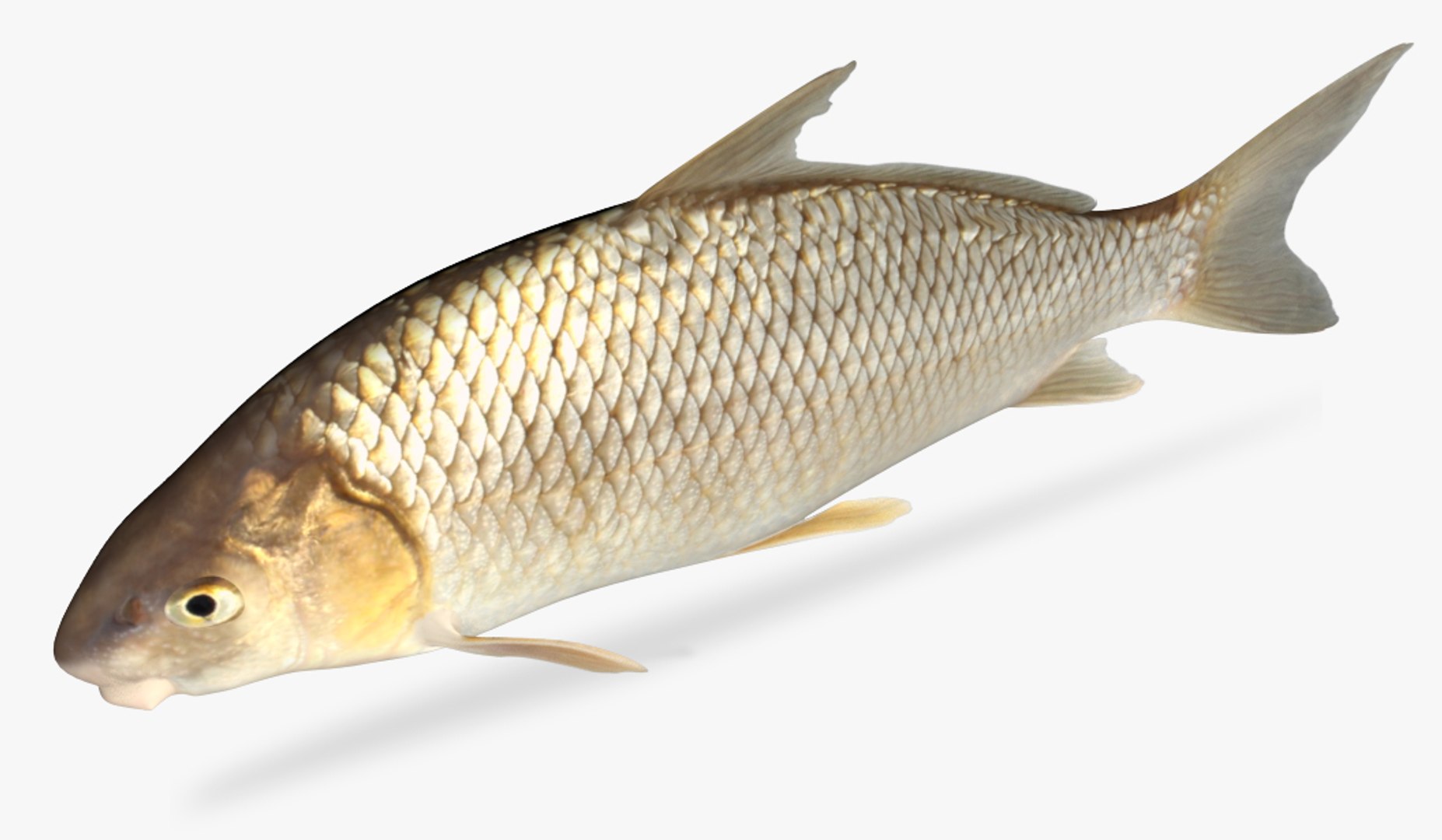 Carpiodes Carpio River Carpsucker 3D Model - TurboSquid 1150190