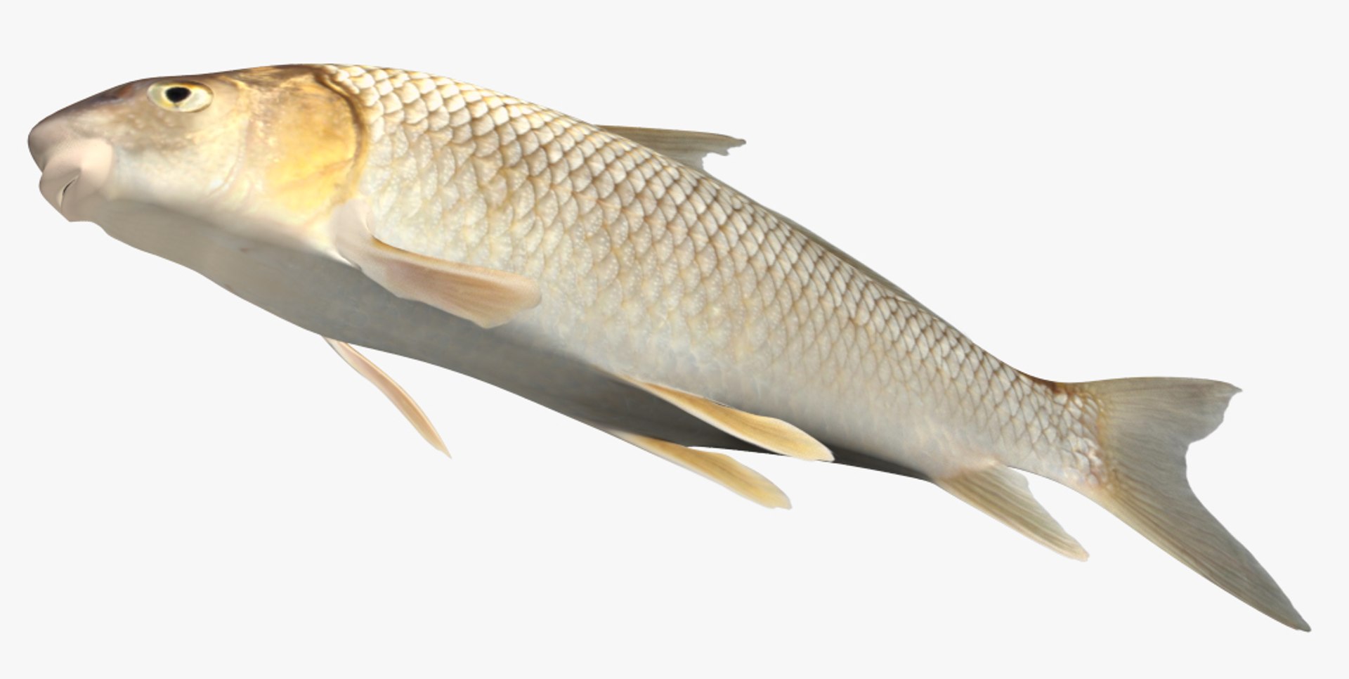 Carpiodes Carpio River Carpsucker 3D Model - TurboSquid 1150190