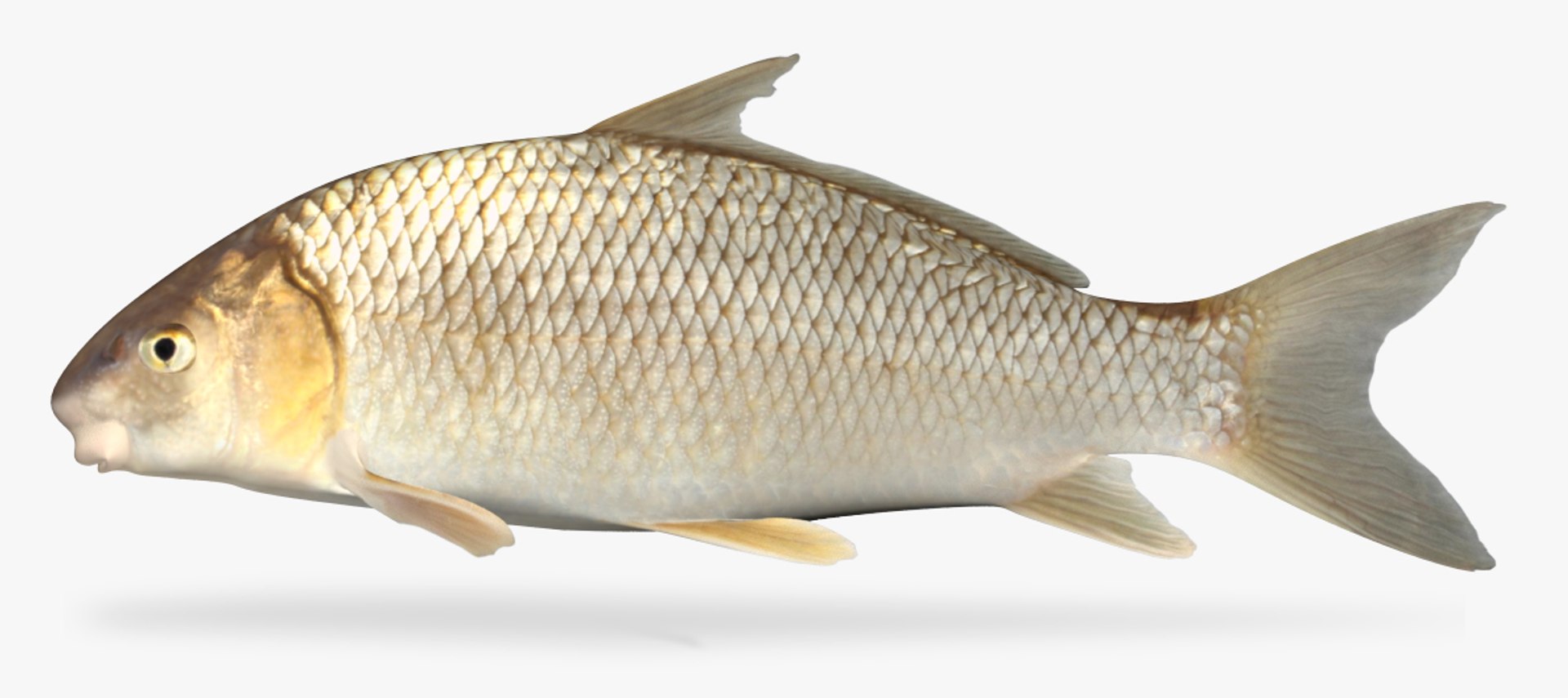 Carpiodes Carpio River Carpsucker 3D Model - TurboSquid 1150190