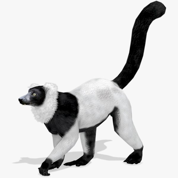 Lemur 3D Models for Download | TurboSquid
