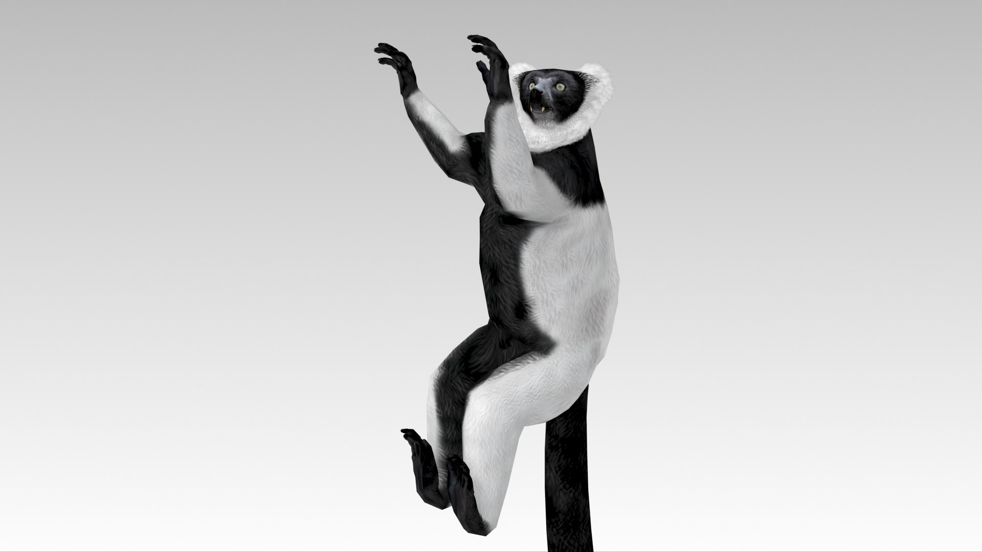 Hills Ruffed Lemur Model - TurboSquid 1972470