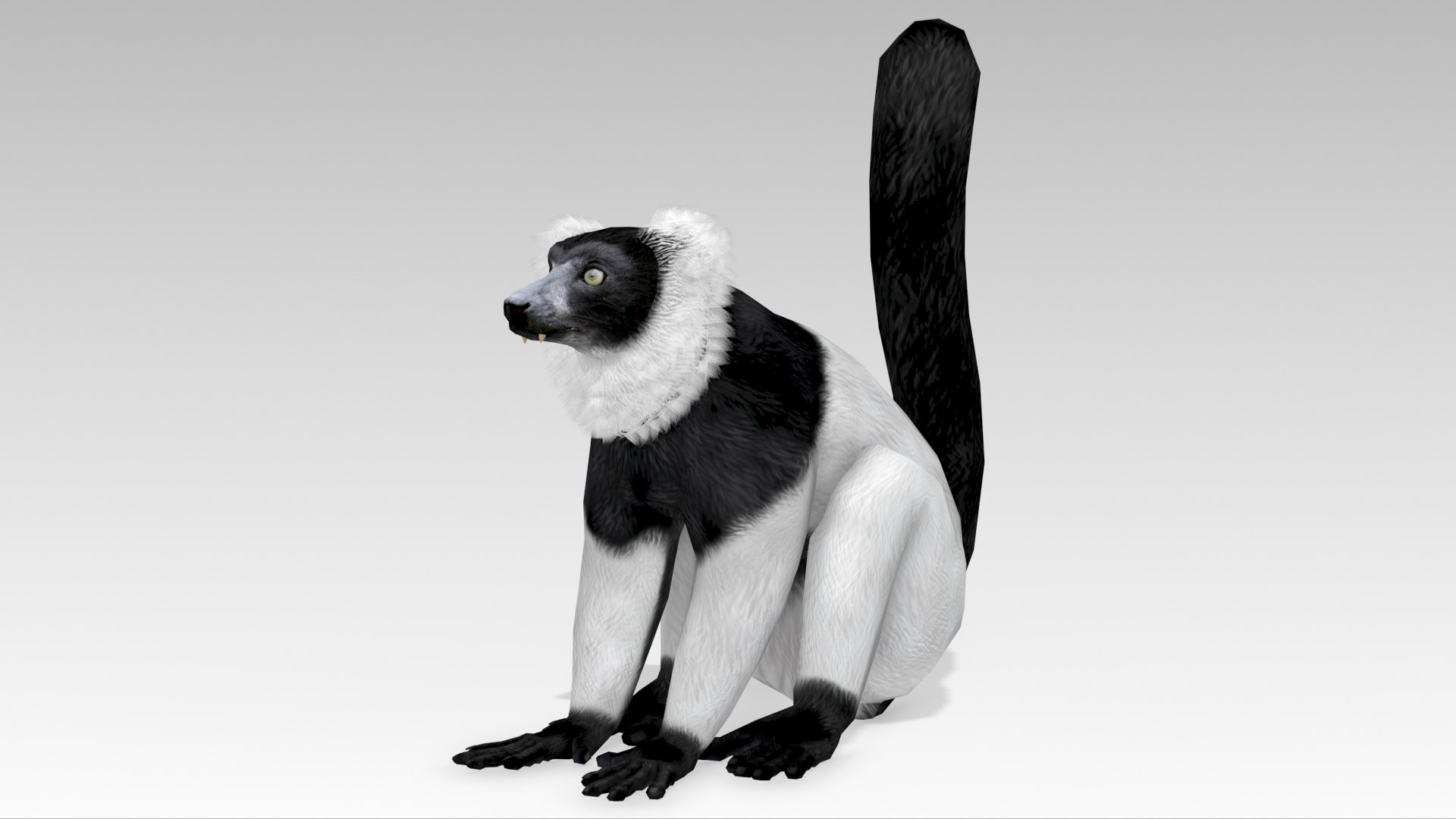 Hills Ruffed Lemur Model - TurboSquid 1972470