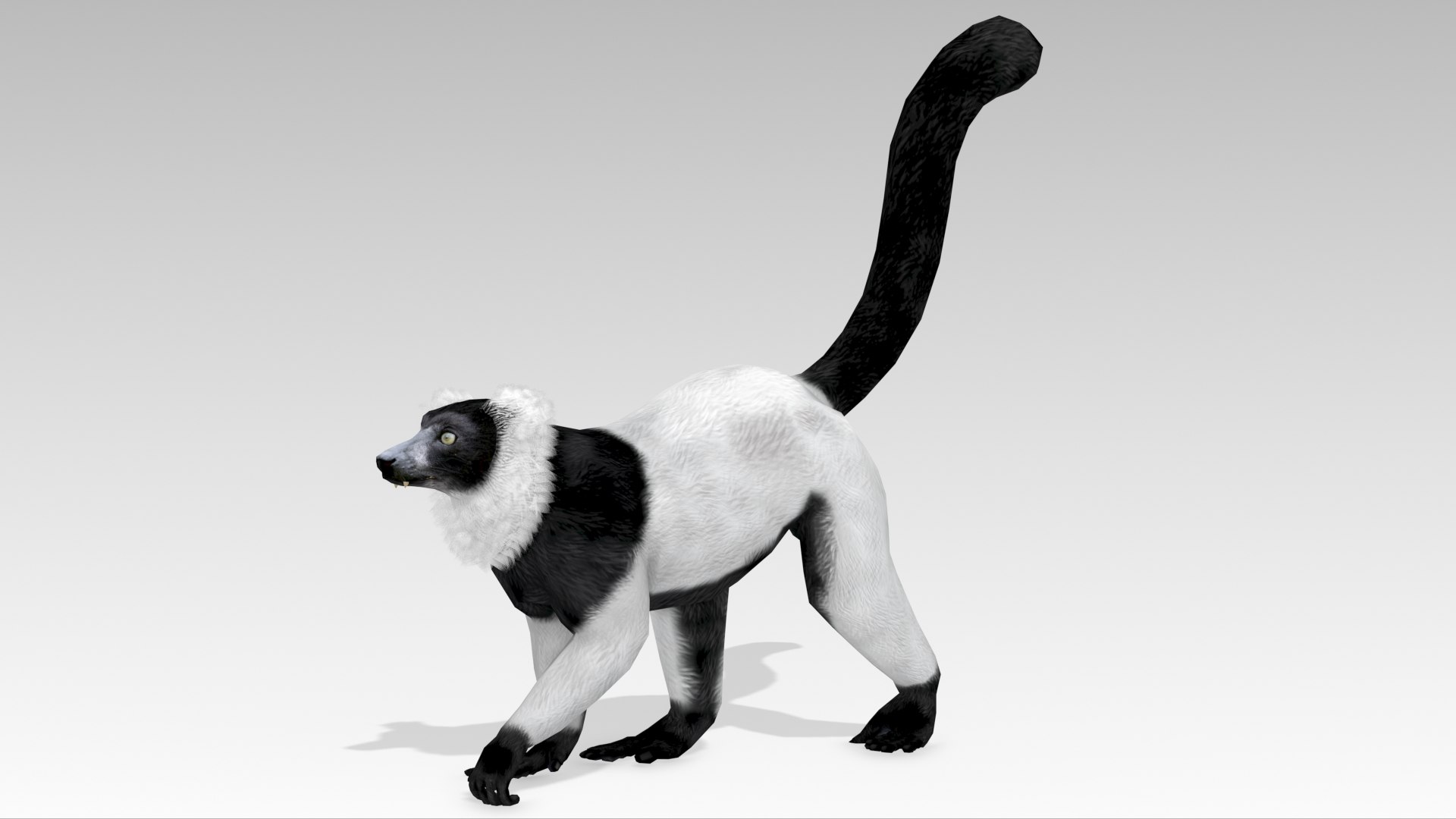 Hills Ruffed Lemur Model - TurboSquid 1972470