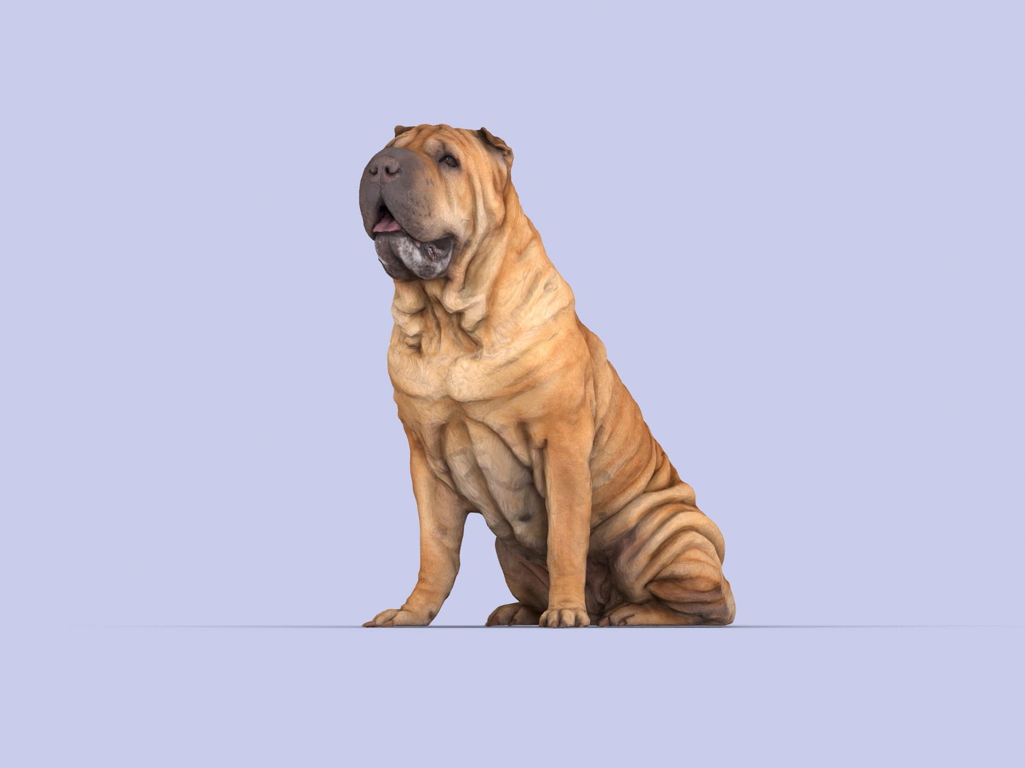 Shar Pei Dog 3D - TurboSquid 2072858