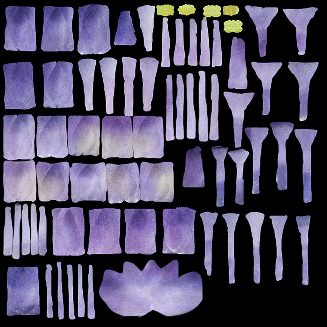 Ceanothus - California Lilac 03 3D Model - TurboSquid 1902950