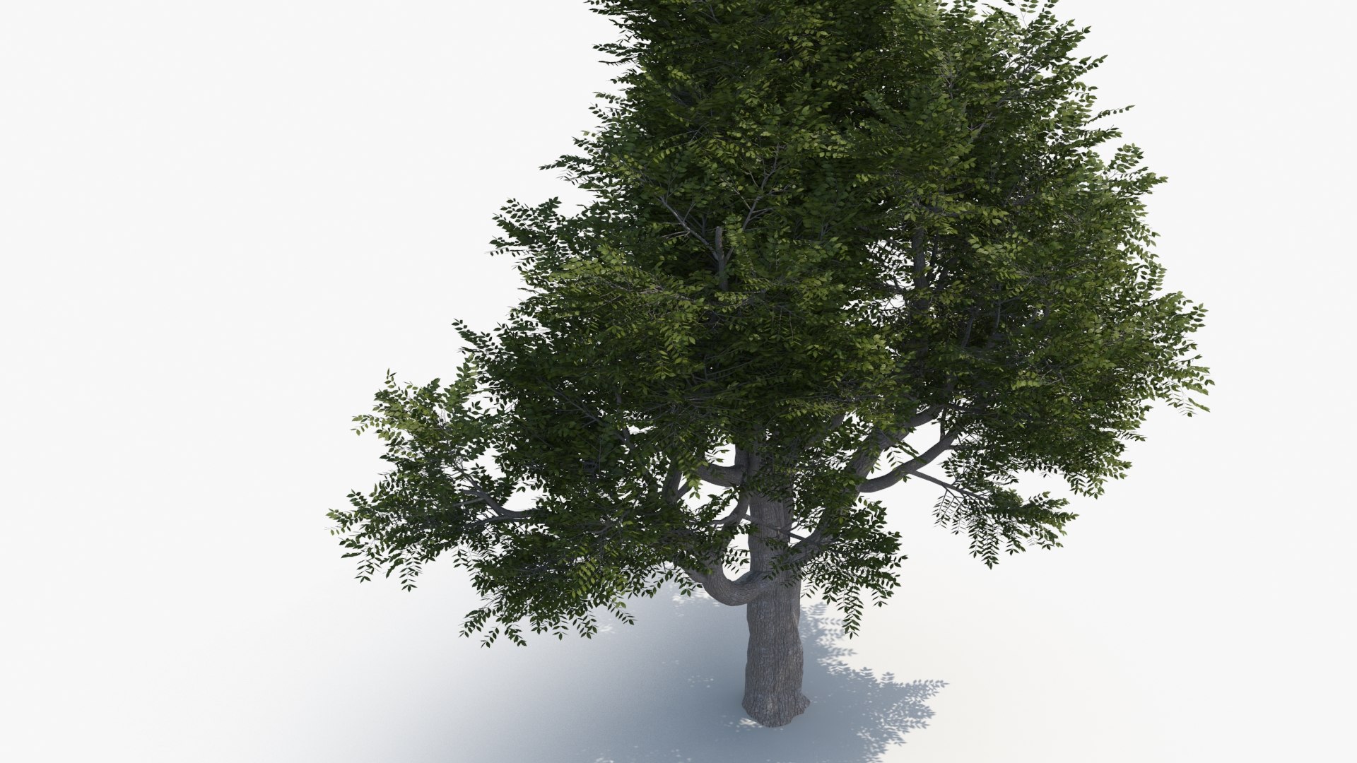3D Ash Tree Model - TurboSquid 1465558