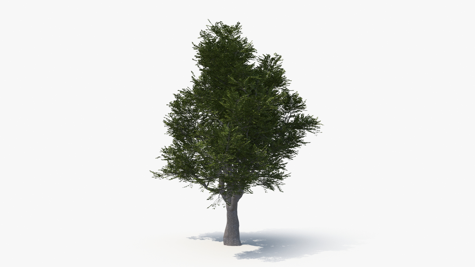 3D Ash Tree Model - TurboSquid 1465558