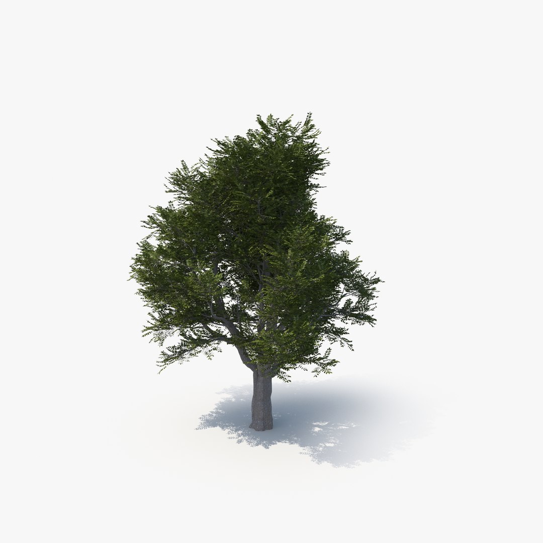 3D Ash Tree Model - TurboSquid 1465558