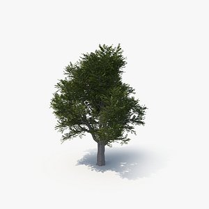 Ash Tree 3D Models for Download | TurboSquid