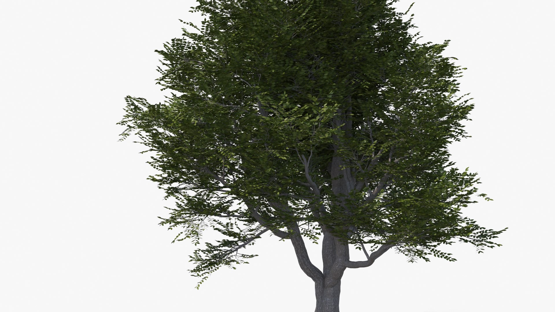 3D Ash Tree Model - TurboSquid 1465558