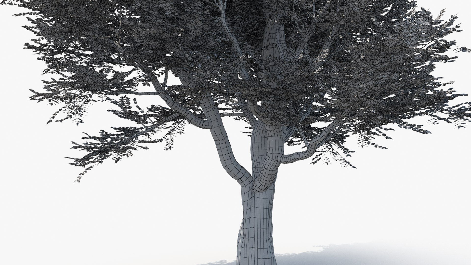 3D Ash Tree Model - TurboSquid 1465558