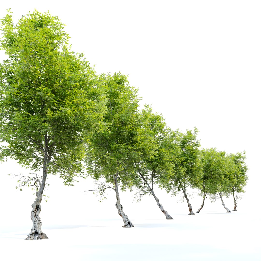 Fiddlewood Tree 3D - TurboSquid 1953821