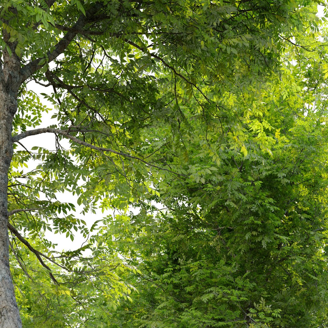 Fiddlewood Tree 3D - TurboSquid 1953821