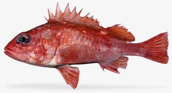 3d model pinkrose rockfish