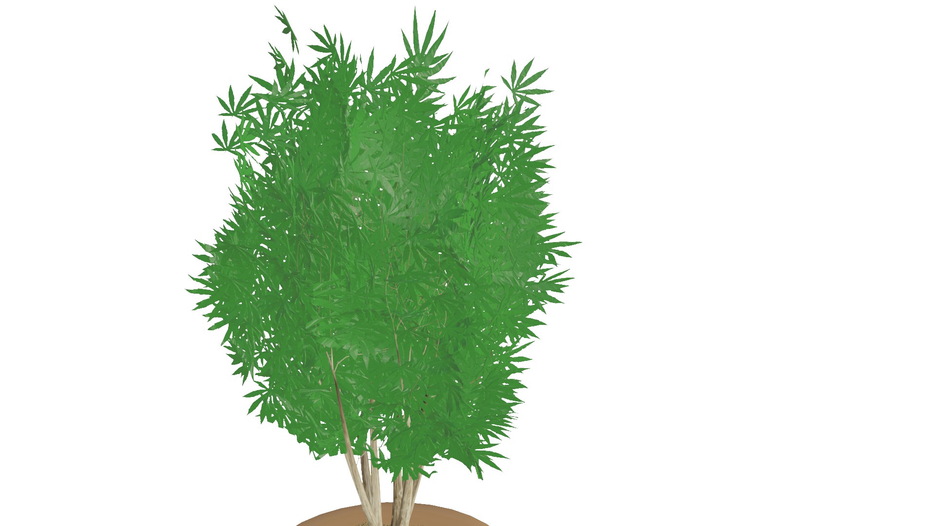 3D MARIJUANA PLANT - TurboSquid 1888718