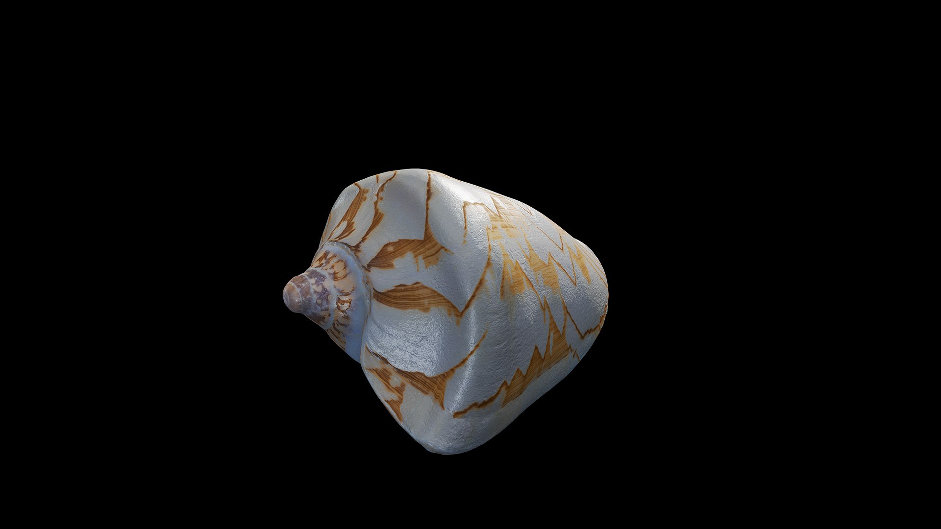 3D Anydrafts Sea Snail 05 Model - TurboSquid 2321873