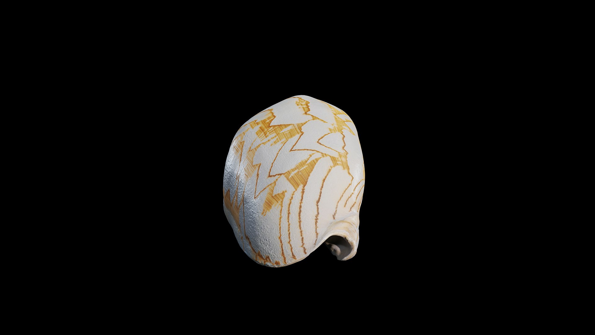3D Anydrafts Sea Snail 05 Model - TurboSquid 2321873