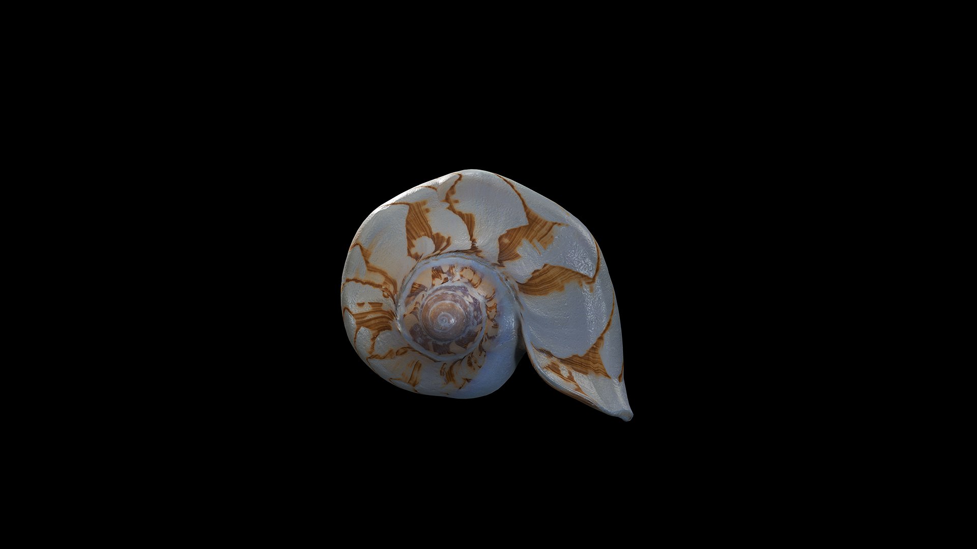 3D Anydrafts Sea Snail 05 Model - TurboSquid 2321873