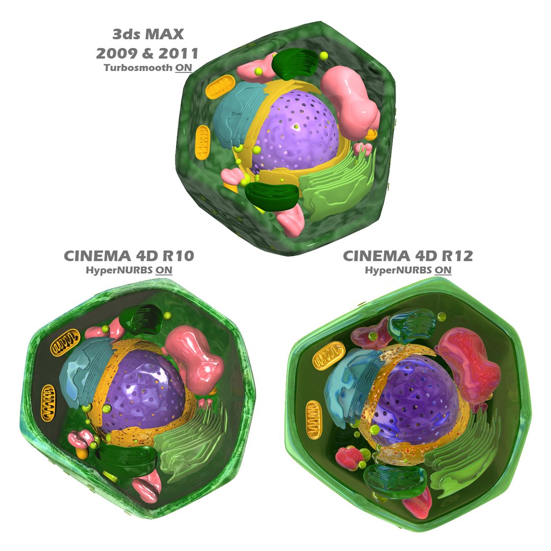 3d Vegetal Cell Model